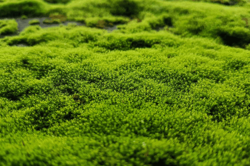 How to Plant and Maintain Moss in Your Garden - Decorat
